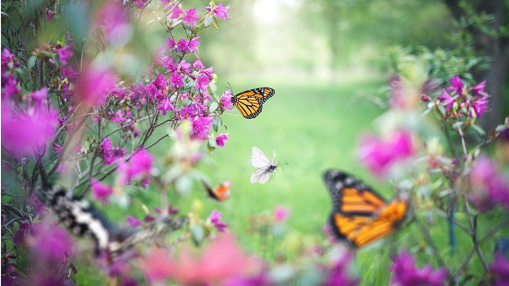 Burnie Brae | Attracting Butterflies to your Garden
